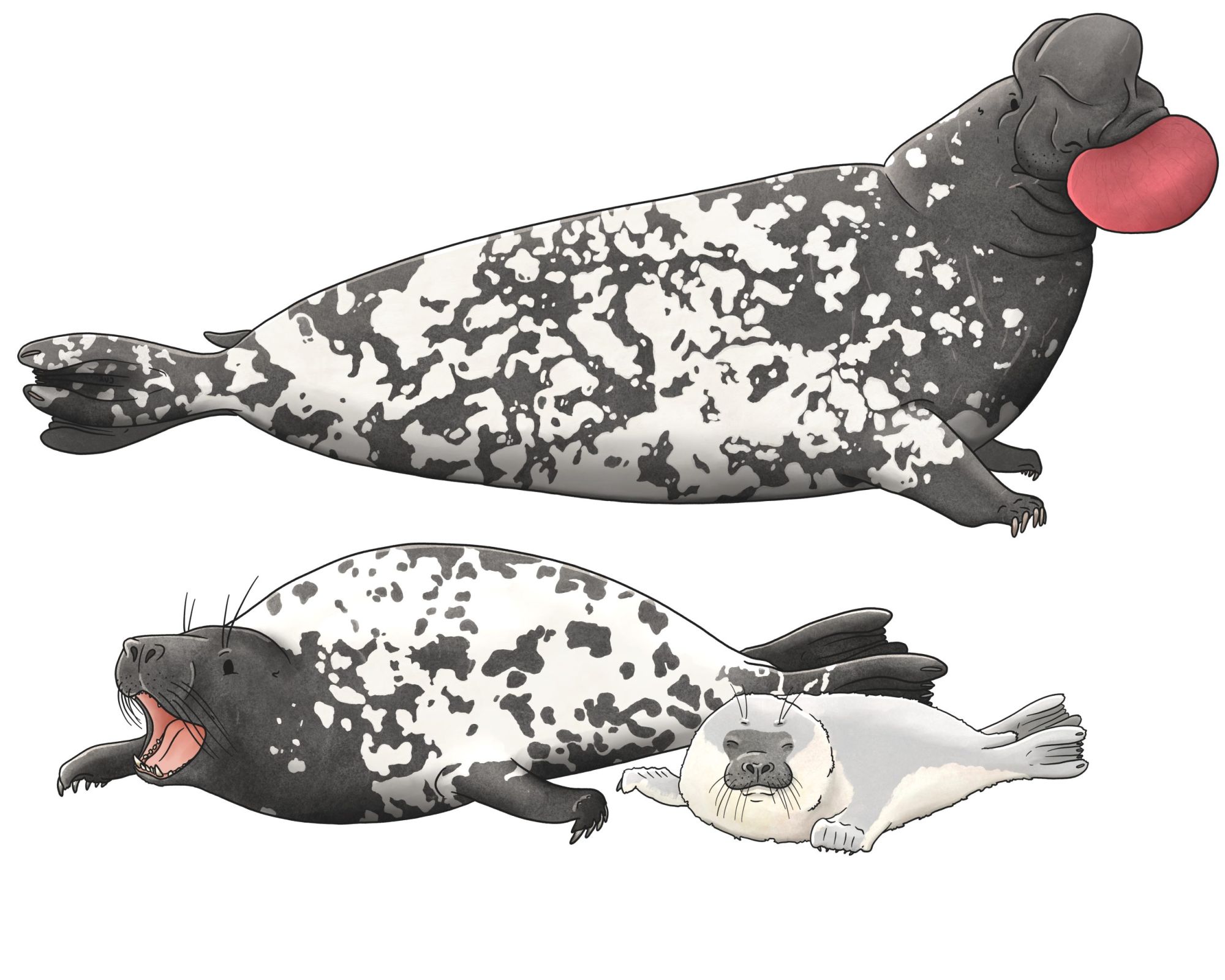 Klapmuts - Stichting Zeehondencentrum Pieterburen