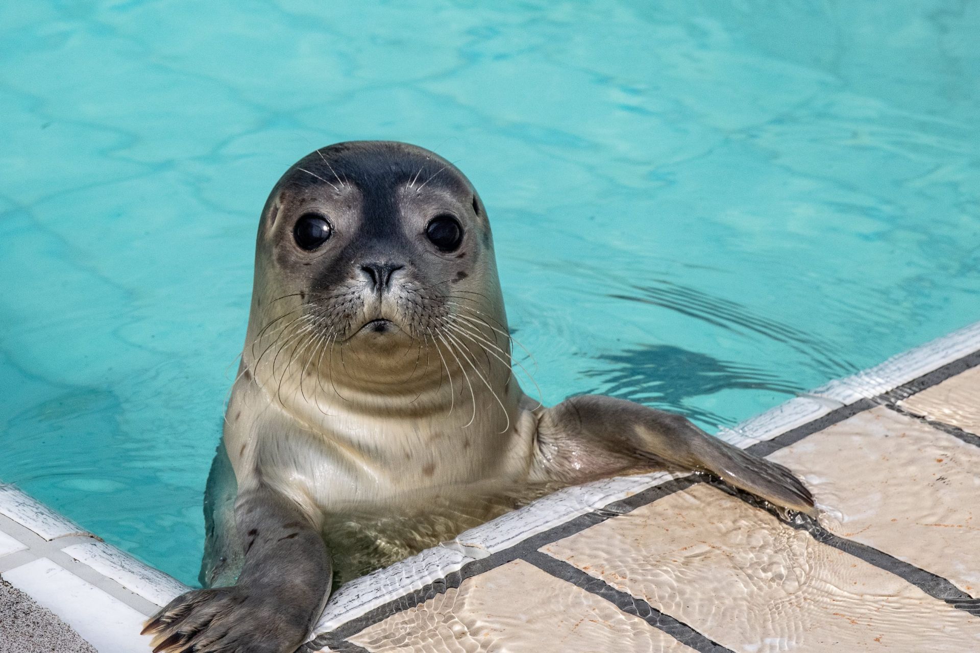 Vroegste pup ooit zomerseizoen in opvang - Stichting Zeehondencentrum ...