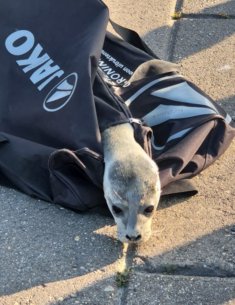 Politie vindt pasgeboren zeehondenpup bij illegaal feest Borgsweer