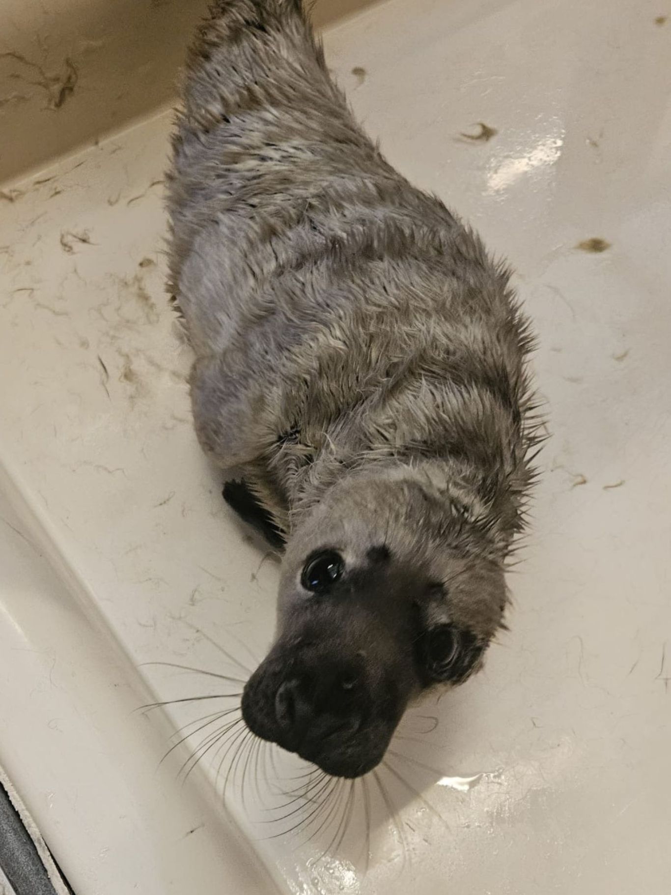 Rare melanistic seal surprises team