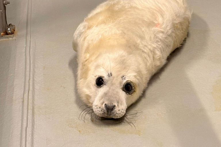 Adopteer een zeehond - Stichting Zeehondencentrum Pieterburen