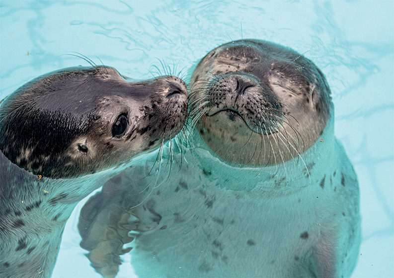 Leuk uitje, goed doel! - Stichting Zeehondencentrum Pieterburen