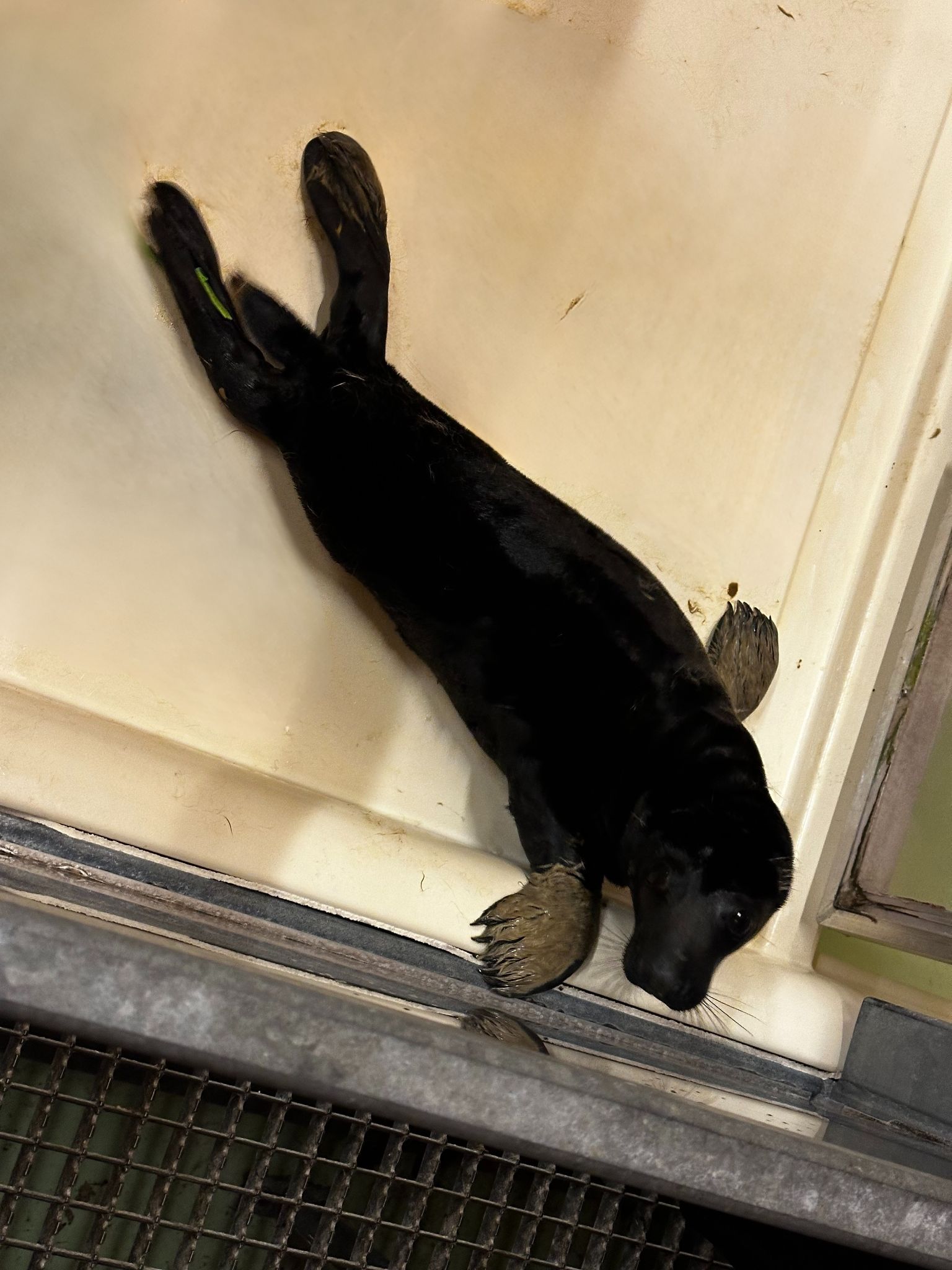Rare melanistic seal surprises team